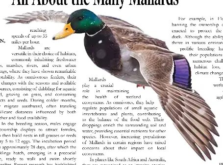 All About the Many Mallards - PressReader