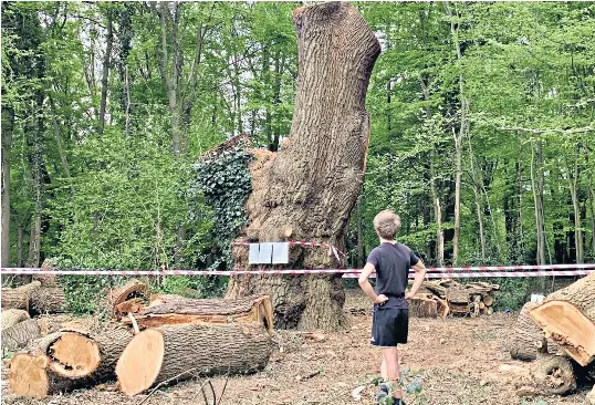 Toby Carvery admits chopping down 16th-century oak - PressReader