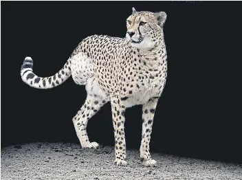 Three-legged cheetah makes rapid recovery - PressReader