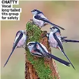 Winter flocks come together - PressReader