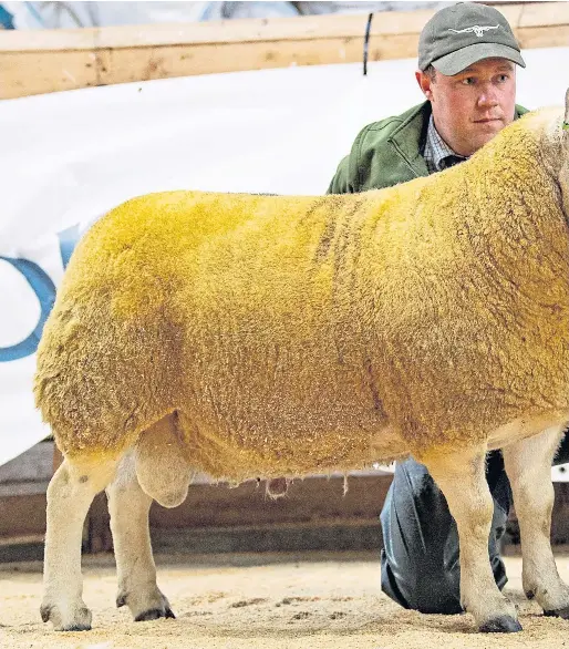 Cheviot rams claim records at Lairg sales - PressReader