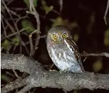 Q: How do animals see in the dark? - PressReader