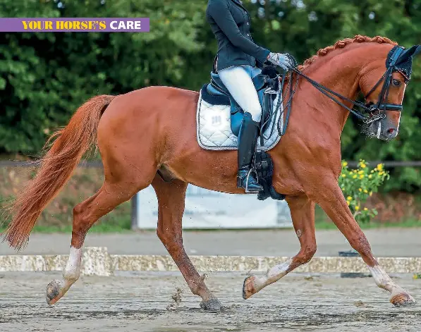 Why do some horses suffer from SI joint dysfunctio­n? - PressReader