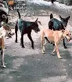 100 dogs ‘poisoned’; police say no carcasses found | The Hindu ...