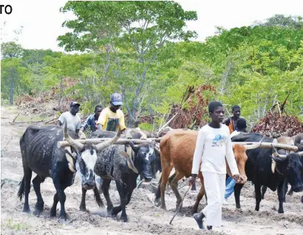 QUIPUNGO RUMO AO DESENVOLVI­MENTO Futuro começa a germinar na terra do ...