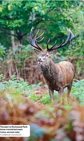 Oh, deer... experts lock antlers over how to control growing herds - PressReader