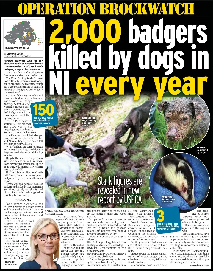 2,000 badgers killed by dogs in NI every year - PressReader