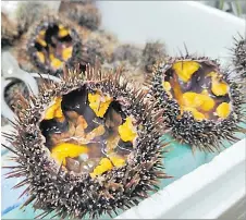 Kinanomics hopes to improve value of kina exports - PressReader