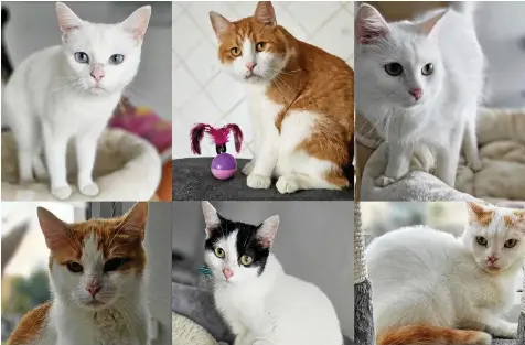 „Fast alles Inzucht“: 43 Katzen aus einer Wohnung in Gera gerettet ...