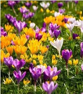 MY MEMORIES OF SPRING - PressReader