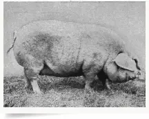 COULD GENE-EDITING MEAN THE END OF EXTINCTION? - PressReader