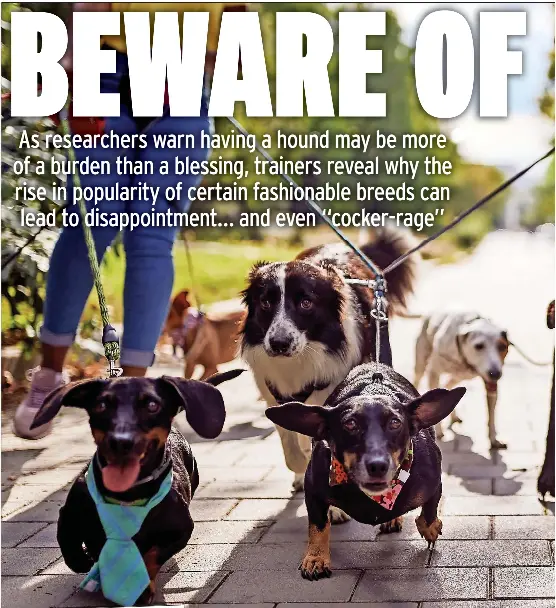BEWARE OF THE DOGS! - PressReader