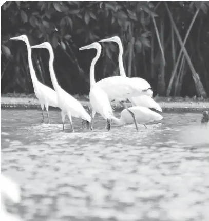 Agoniza la reserva Cabildo Amatal - PressReader