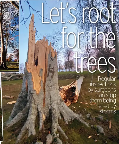 Let’s root for the trees - PressReader