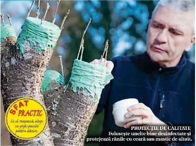 Sfaturi pentru altoirea pomilor - PressReader