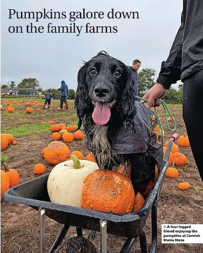 Pumpkins galore down on the family farms - PressReader