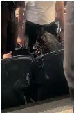 Dog escapes home to attend Metallica concert - PressReader