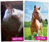 RESCUE UPDATE - PressReader