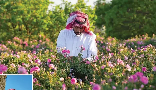 Blooming once a year, Taif ’s roses embody region’s heritage - PressReader