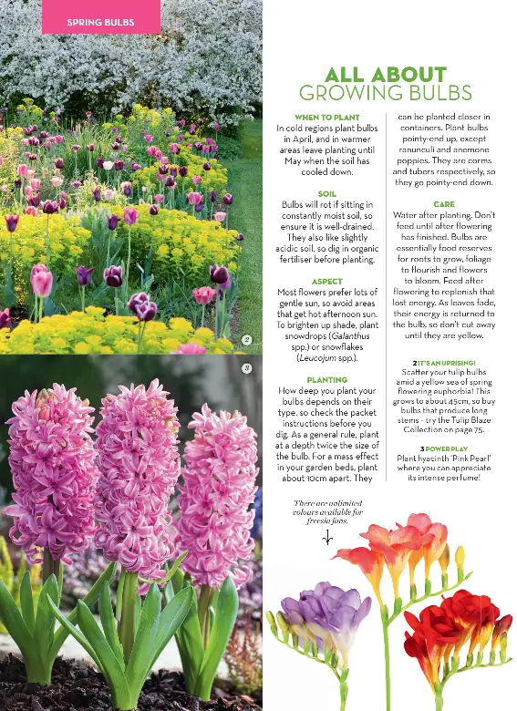 2 ALL ABOUT GROWING BULBS - PressReader