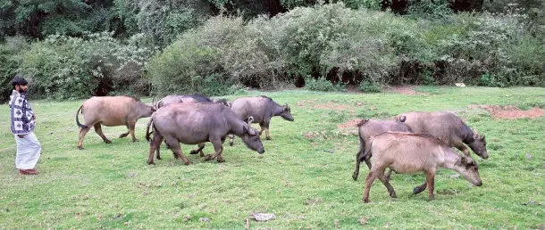 Captive breeding comes to the rescue of Toda buffalo as its population plummets in Nilgiris ...