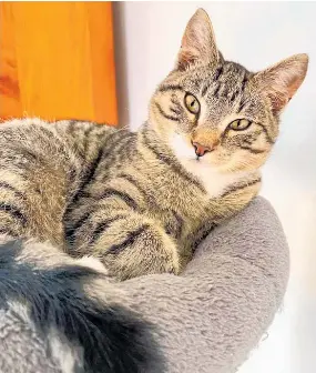 More fosterers sought for adoption service - PressReader