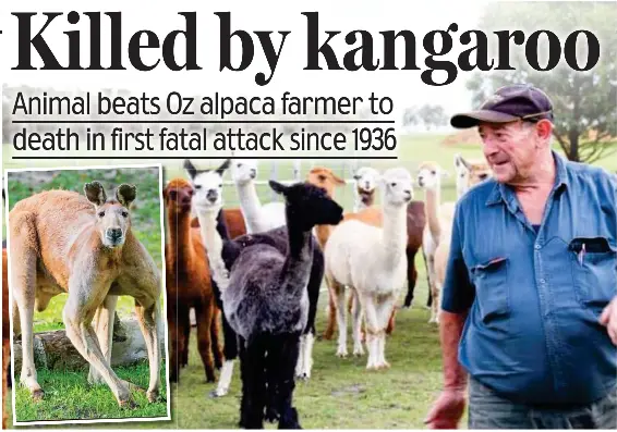 Killed by kangaroo - PressReader