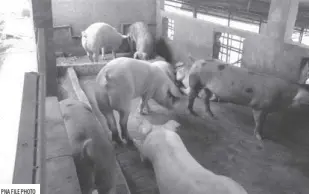 DA deploys ‘sentinel’ pigs to two Surigao towns to start hog repopulati ...