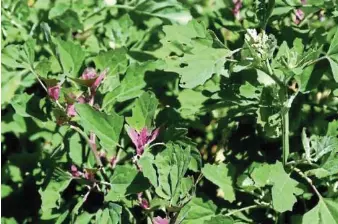 OUT, DAMNED WEED. OUT, I SAY - PressReader