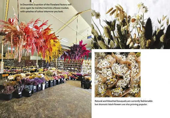 Cut and dried: fynbos in your lounge - PressReader