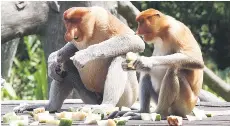 Labuk Bay sanctuary ranger’s special skill draws proboscis monkeys for ...