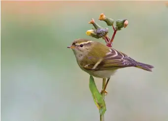 Basic Principles - PressReader