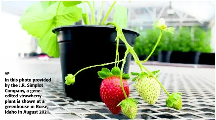US companies announce plans for gene-edited strawberri­es - PressReader
