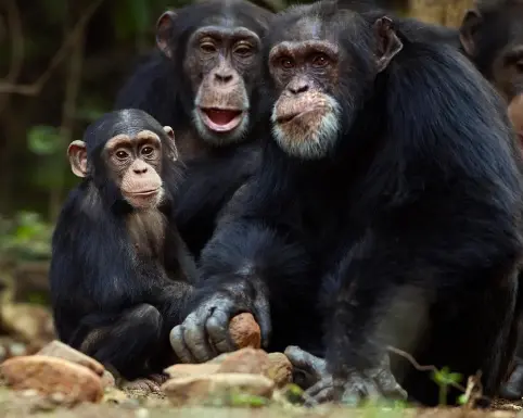 Humans rank among leading monogamous mammals, study finds - PressReader