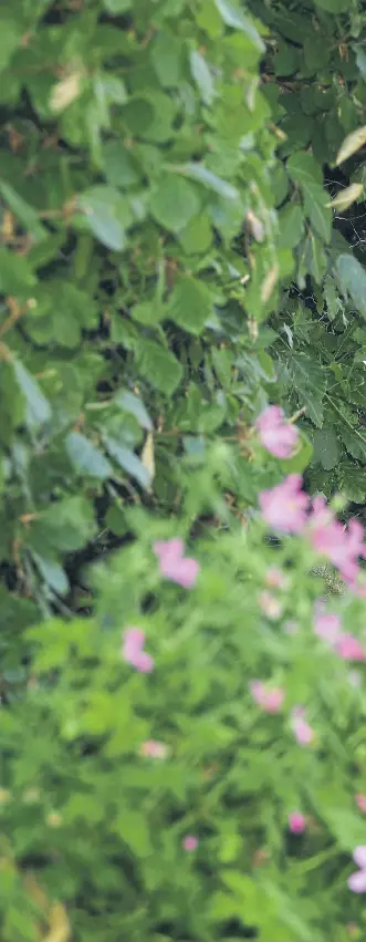 Good impression­s and flower power - PressReader