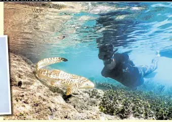 ENDANGERED ZEBRA SHARKS HATCH IN INDONESIA REWILDING PROJECT - PressReader