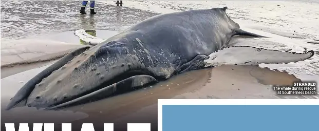 WHALE RESCUE DRAMA - PressReader