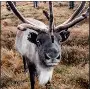 Reindeer have special night vision to help spot food - PressReader