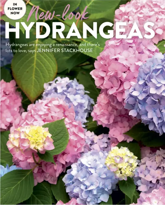 New-look hydrangeas - PressReader