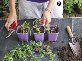 PROPAGATE A PENSTEMON LAYER - PressReader