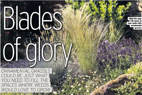 Blades of glory - PressReader