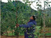 Beste plaasbestu­urder: Só verdubbel Gert Joubert vrugteprod­uksie ...