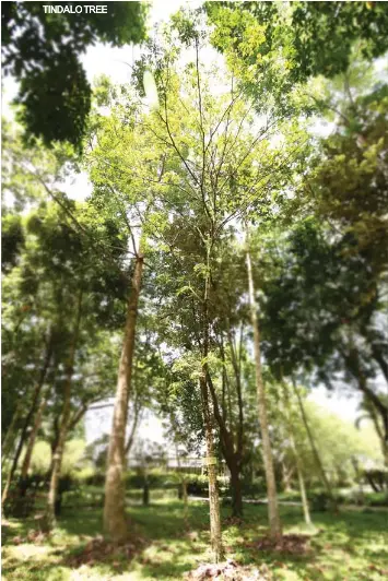 TINDALO - PressReader