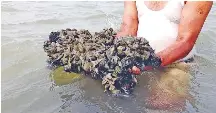Scientific study to be undertaken to remove invasive mussels - PressReader