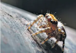 Camera club tries new learning curve angles - PressReader