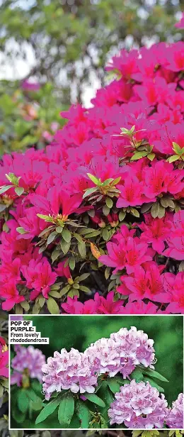 Az good as it gets for a zing of colour - PressReader