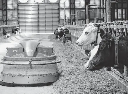 How worrying is bird flu’s jump to dairy cows? Here’s what experts say ...