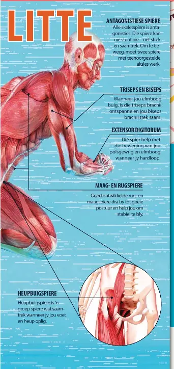 Skeletspie­re: Leer meer oor hoe jy beweeg - PressReader