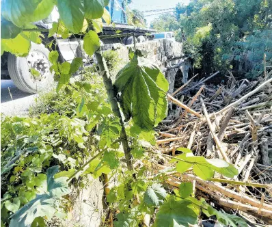 Bamboo pile-up at Riley, Kew bridges could cause flooding - PressReader