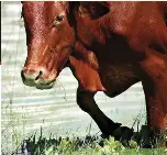 Raak ontslae van toksiese alge - PressReader